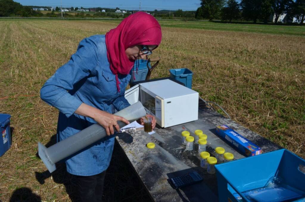 Exploring Sustainable Ethanol Alternatives: Millet in the Spotlight ...