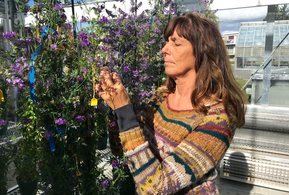 Exploring Sustainable Ethanol Alternatives: Millet in the Spotlight ...